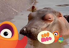 ZooMooPedia | Hippo